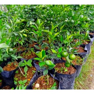 Jual bibit unggul jeruk chokun madu benih pohon tanaman jeruk chokun ...