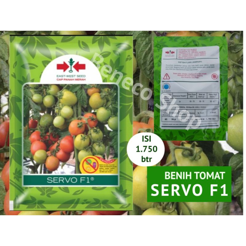 Jual BENIH TOMAT SERVO F1 (PRODUK-ORI) | Shopee Indonesia