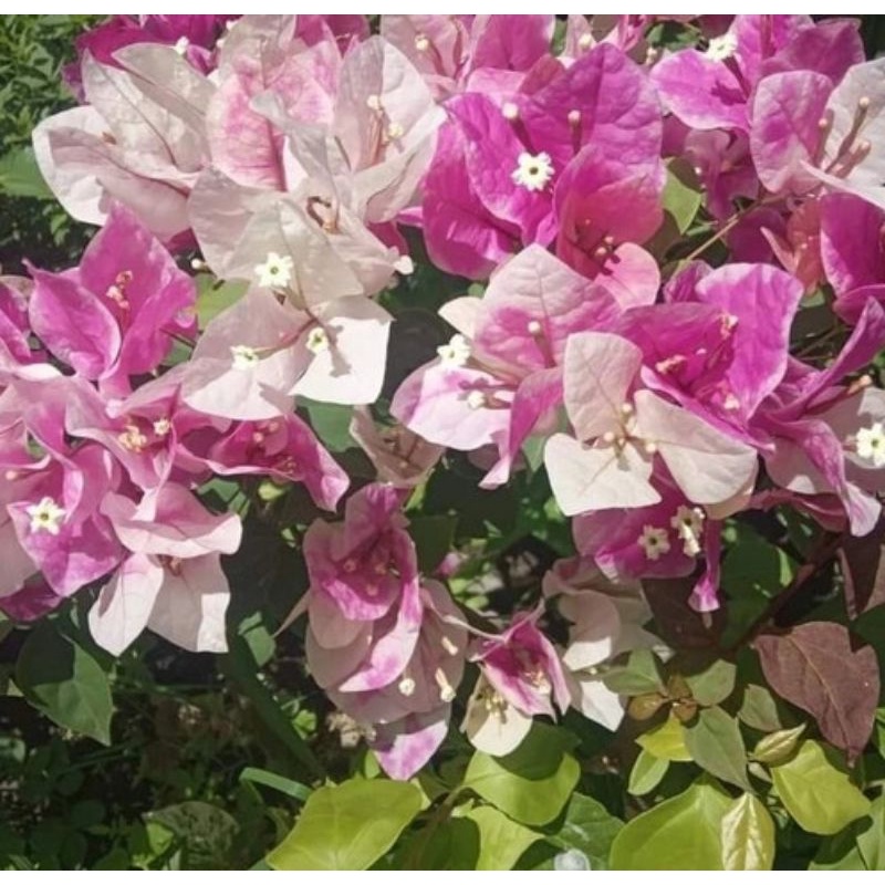 Jual bougenvil mix 3-5warna tinggi 70-1meter (ungu muda,ungu mikro ...