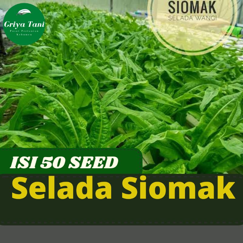 Jual 50 Benih-Bibit Selada Siomak Hijau Wangi Benih Tanaman Selada ...