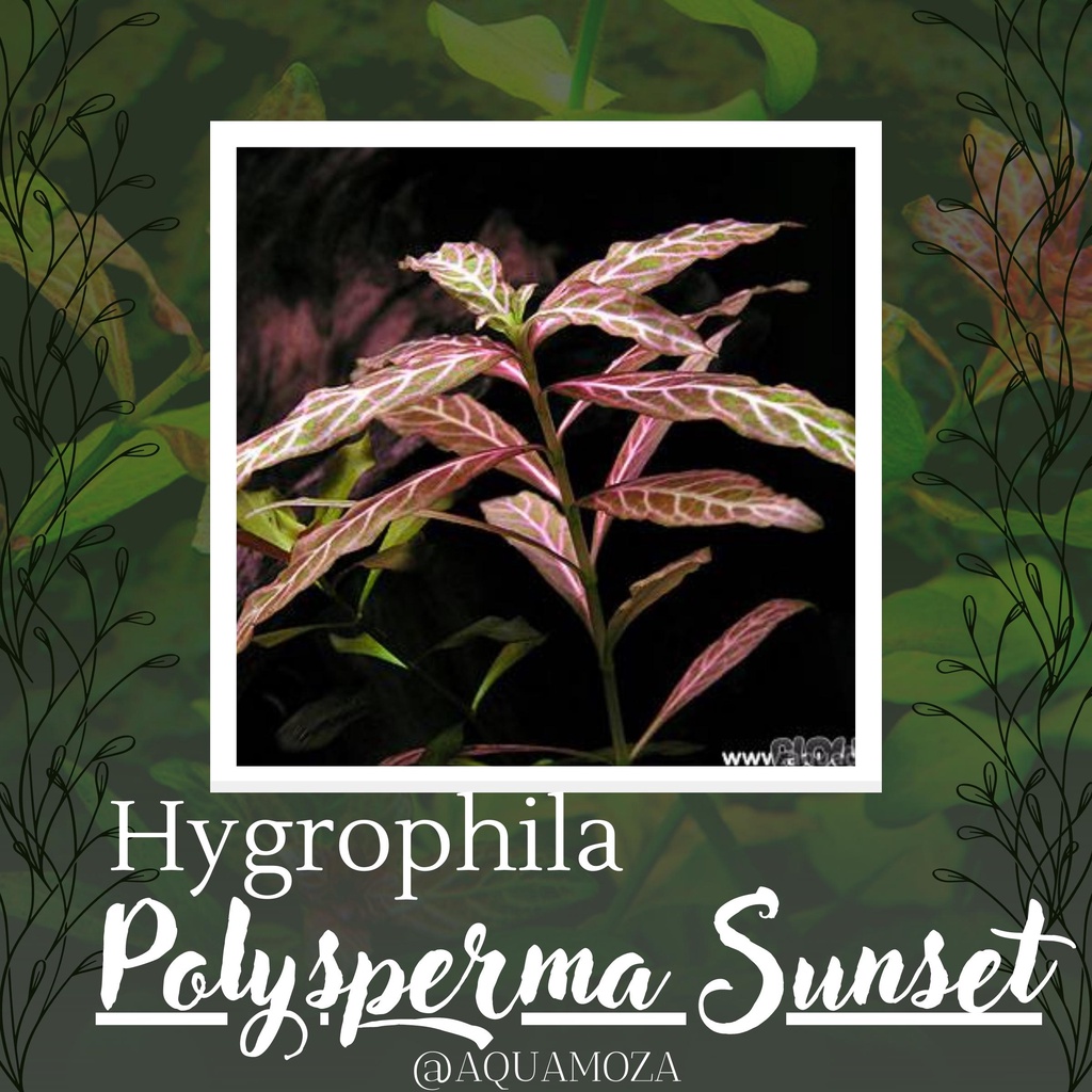 Jual HYGROPHILA POLYSPERMA SUNSET ( Tanaman Aquascape Tanpa Co2 ...