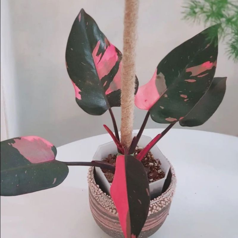 Jual ( BISA COD ) PROMO! Tanaman Hias Pink Princes - Bunga Hias ...