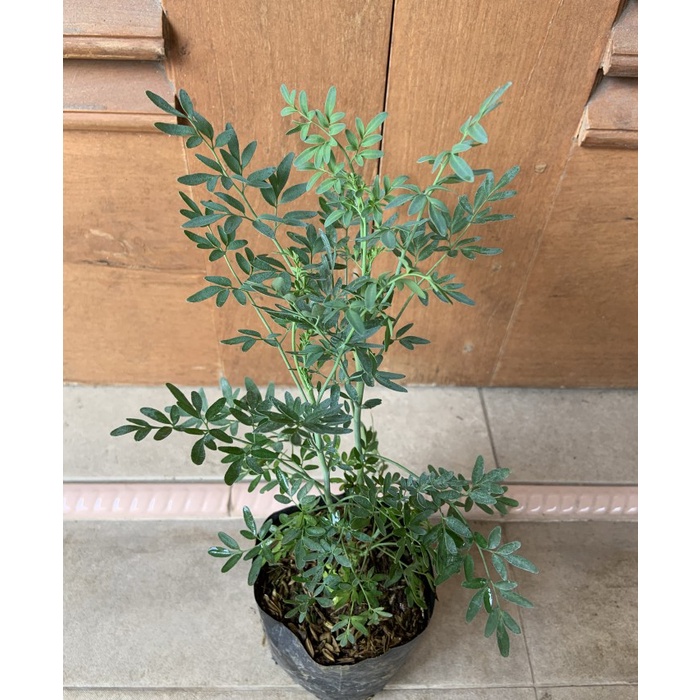 Jual Ruta Graveolens - Inggu - Tanaman Herbal Daun Inggu | Shopee Indonesia