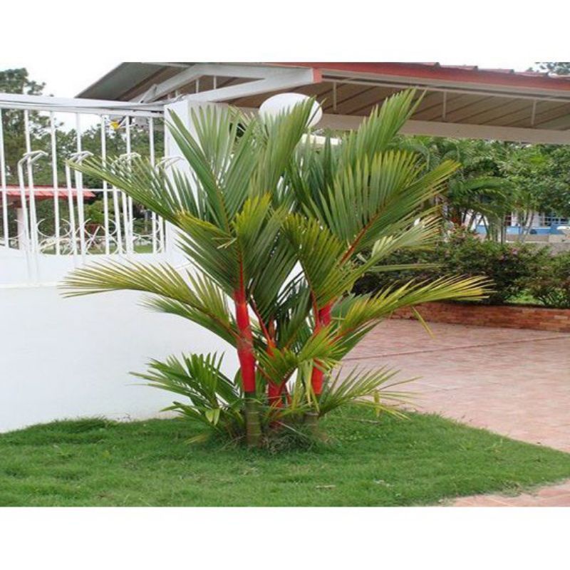 Jual ( TERMURAH) Tanaman hias palem Botol merah Tinggi 30/50cm - palem ... Jual ( TERMURAH) Tanaman hias palem Botol merah Tinggi 30/50cm - palem ...