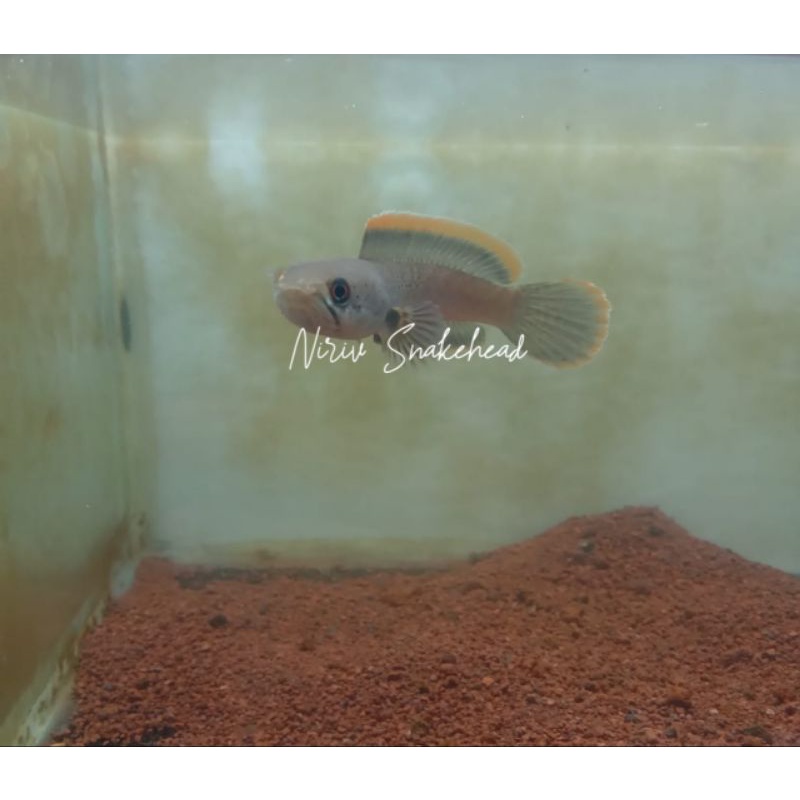 Jual Chana Limbata Lawu rim tebal | Shopee Indonesia