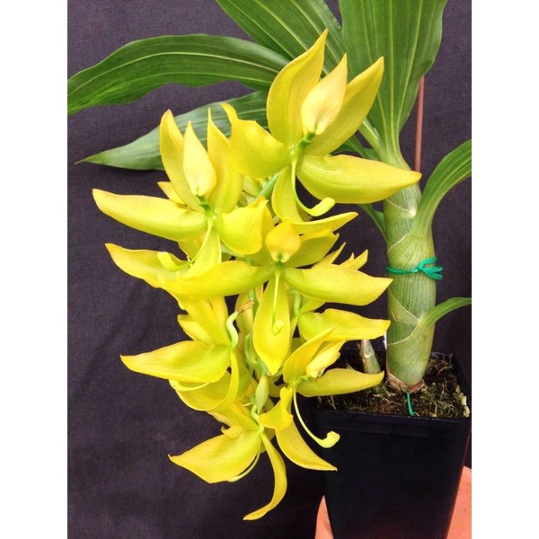 Jual Anggrek Eria ( golden shower) | Shopee Indonesia