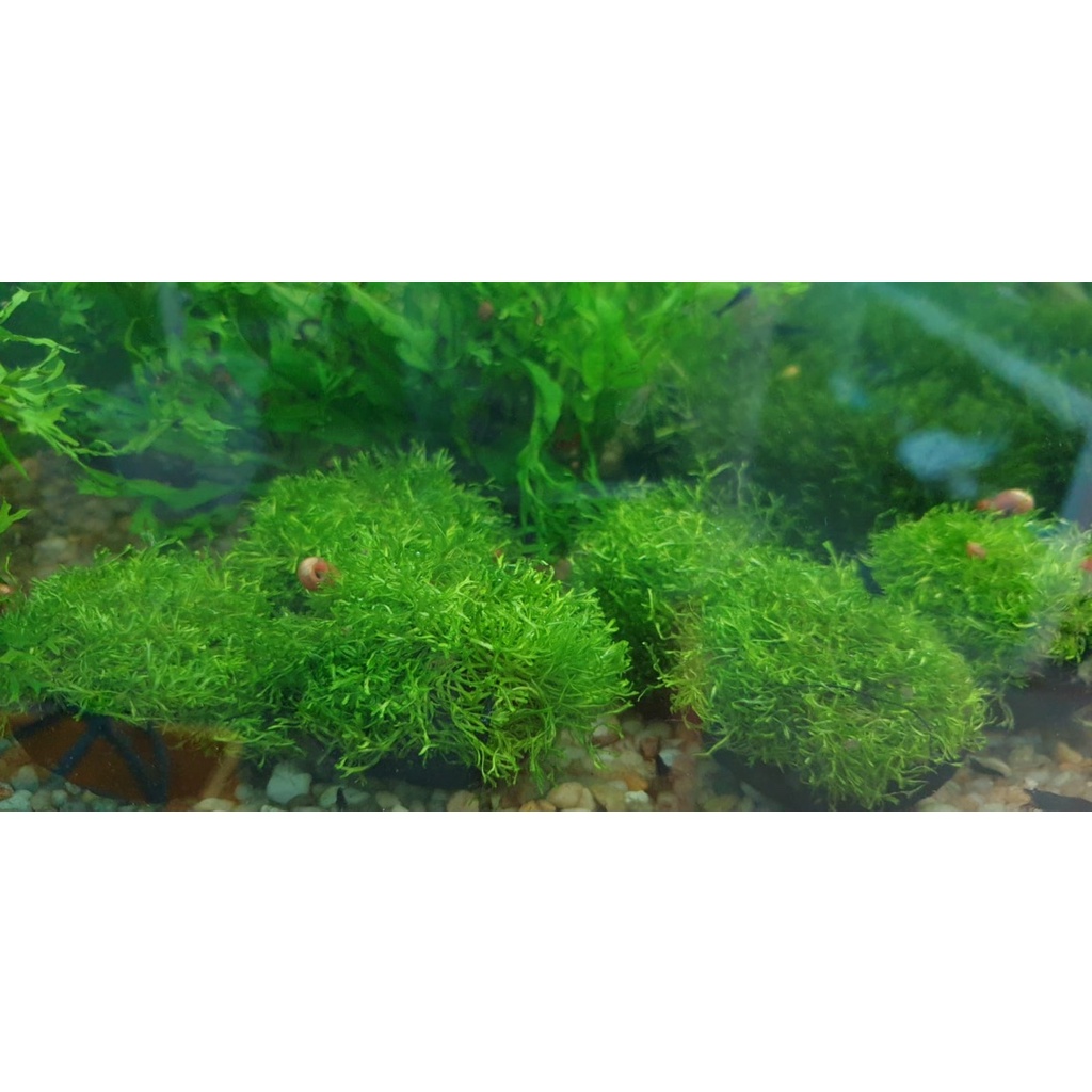 Jual Tanaman Moss Riccia Wabikusa / Moss Ricia Aquascape | Shopee Indonesia