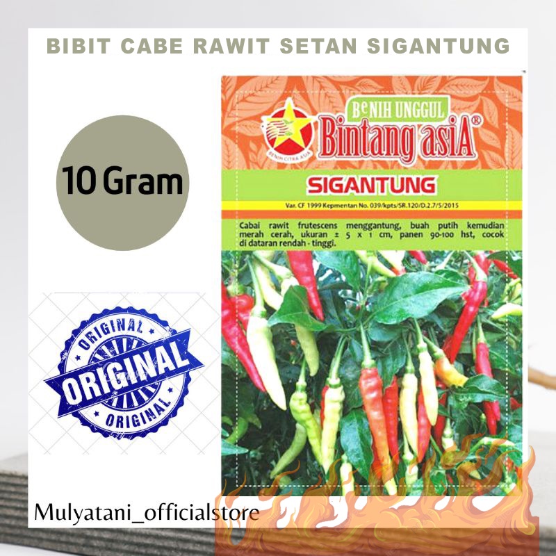 Jual Bibit Benih Biji Cabe Cabai Setan Super Pedas Unggul Siap Tanam ...