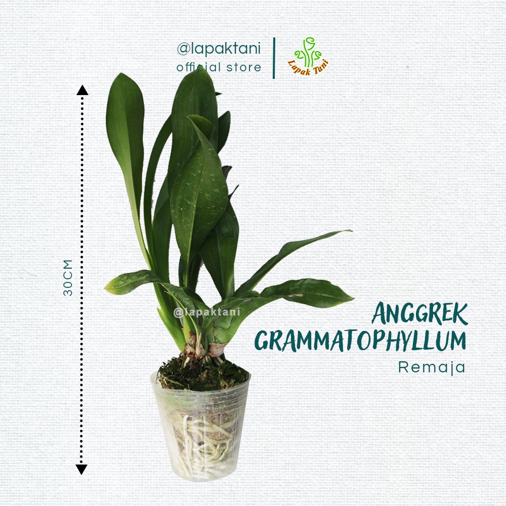 Jual Anggrek Macan / grammatophyllum remaja | Shopee Indonesia