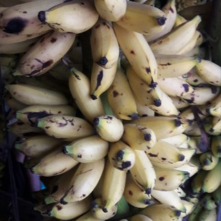 Jual Buah Pisang Lampung - Pisang Muli Fresh | 1 Tandan [ Harga Per TDN ...