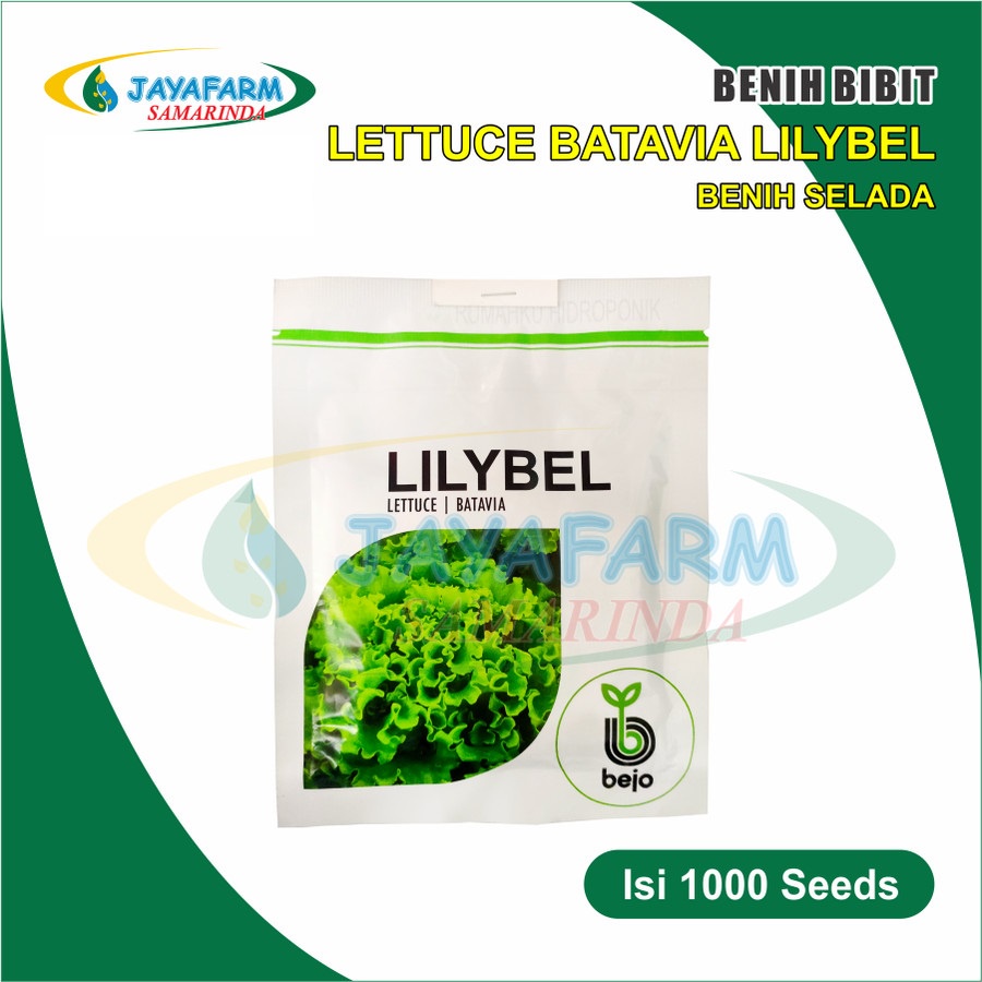 Jual Benih Bibit Tanaman Sayur Selada Batavia Lilybel 1000 Pills - Bejo ...