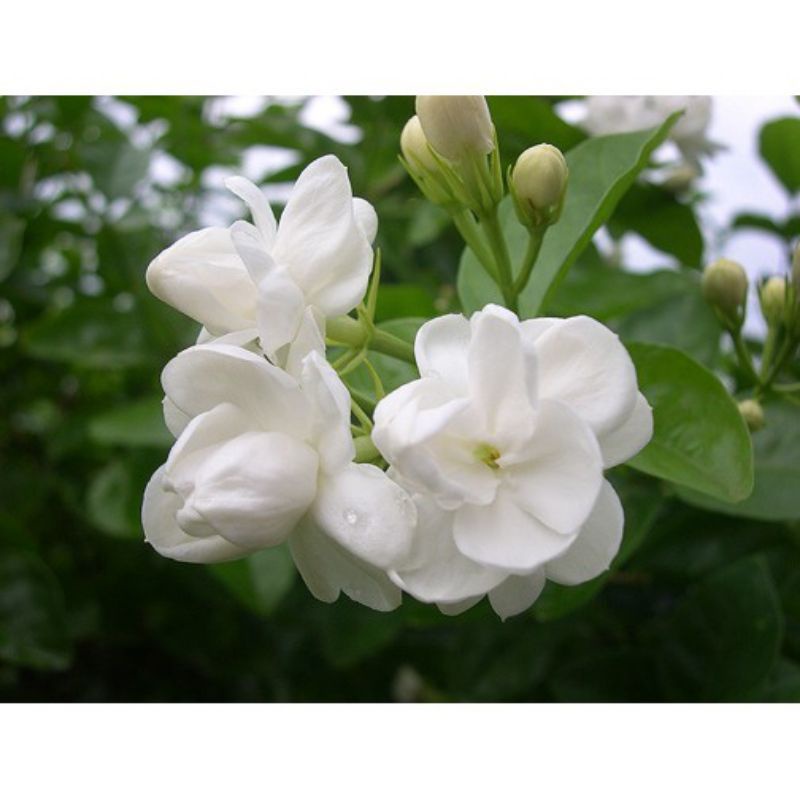 Jual Tanaman hias melati wangi -tanaman hias hidup melati wangi -bunga ...