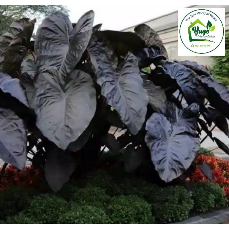 Jual Tanaman Hias Keladi Hitam Keladi Black Magic Caladium | Shopee ...