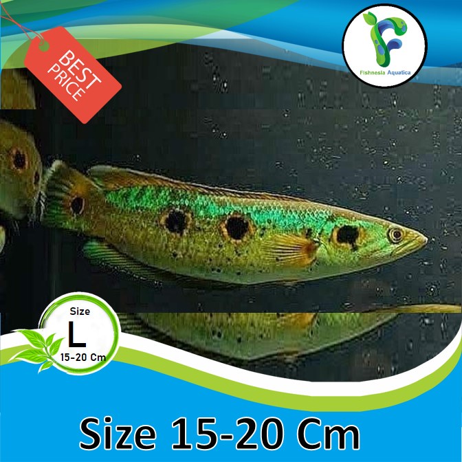 Jual Ikan Channa Pleuro/Serandang/Kerandang Size 15-20 Cm | Shopee ...