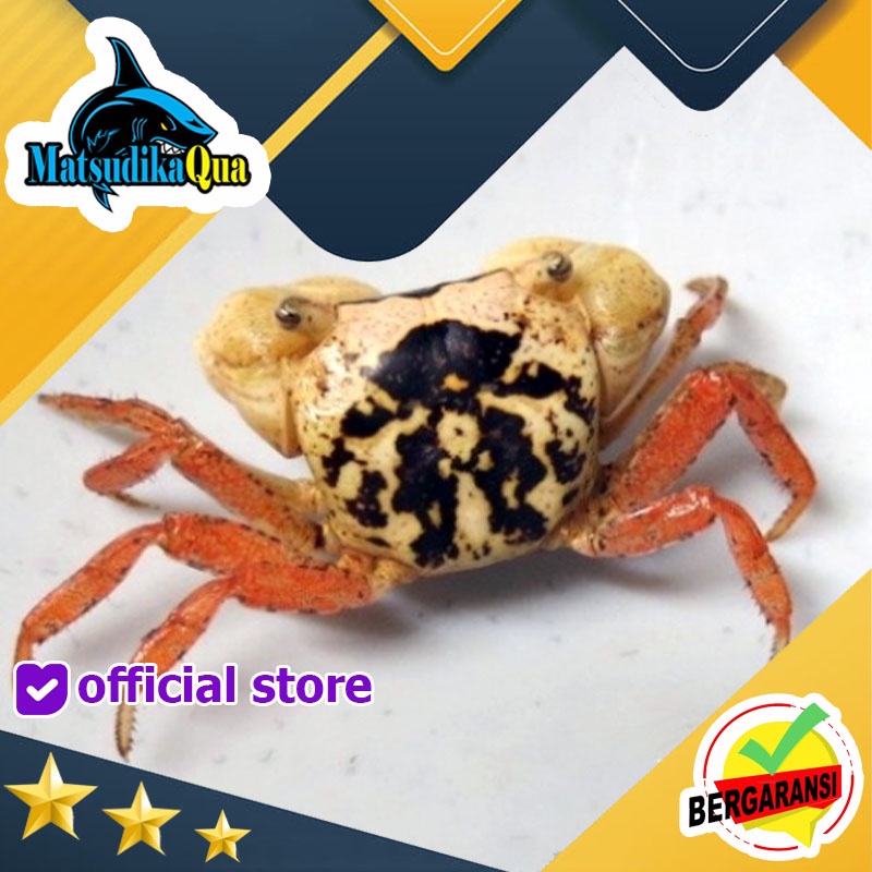 Jual Kepiting Hias Batik Crab Aquarium Paludarium Aquascape | Shopee ...