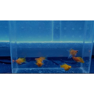 Jual Molly | Molly Sunkist Lyretail | Cocok Buat Pajangan Di Aquascape ...