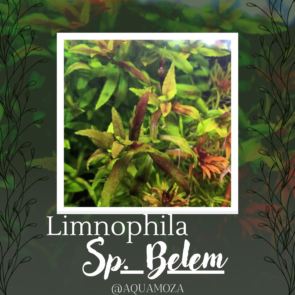 Jual limnophila sp belem ( tanaman aquascape ) | Shopee Indonesia