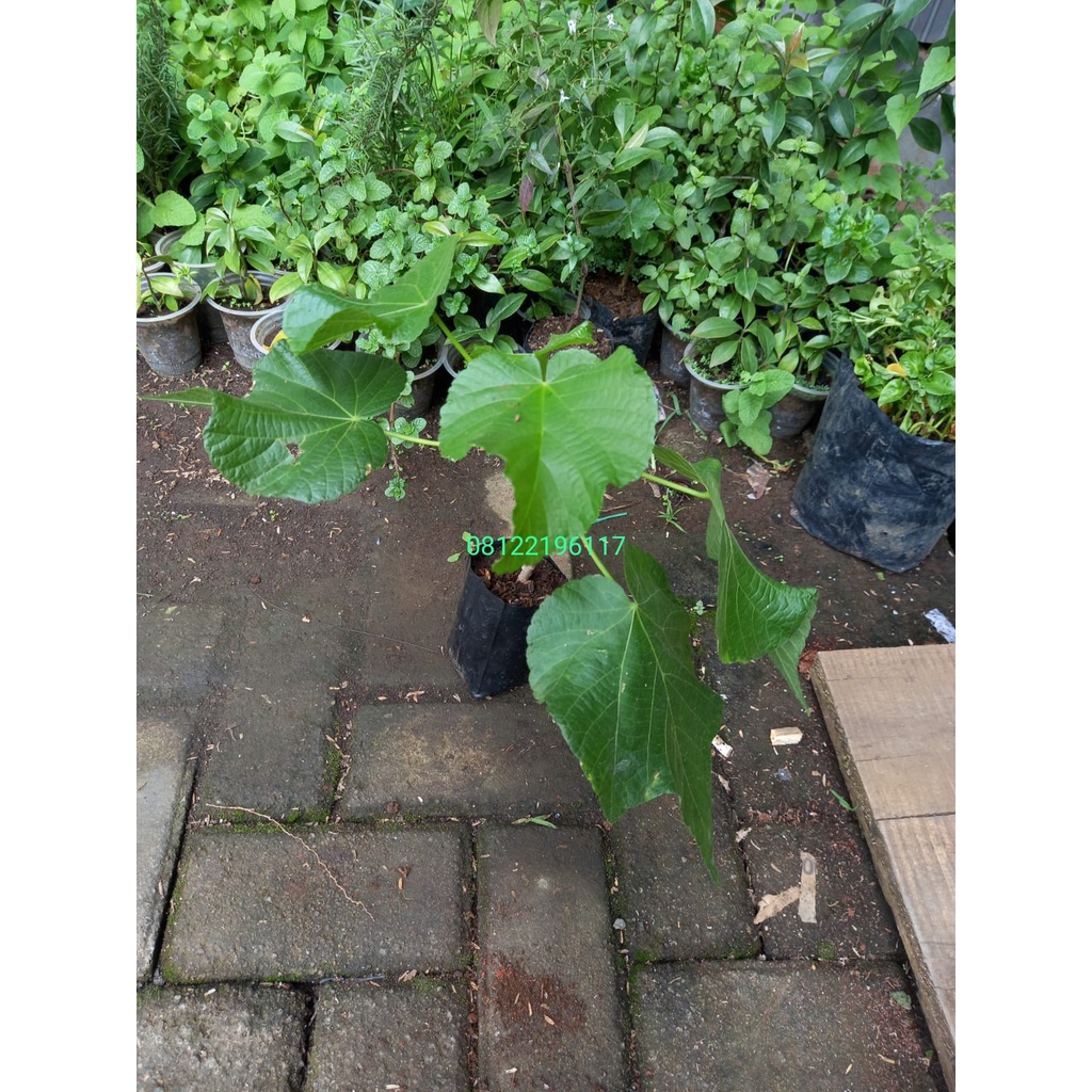 Jual Bibit Bunga Dombeya Seminole Dombeya Sminole tanaman pakan lebah | Shopee Indonesia