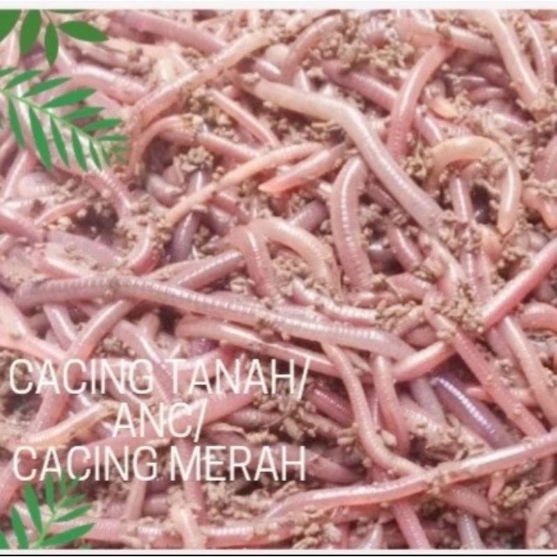 Jual CACING TANAH LUMBRICUS ANC CACING MERAH HIDUP DAN TANAH MEDIA ...