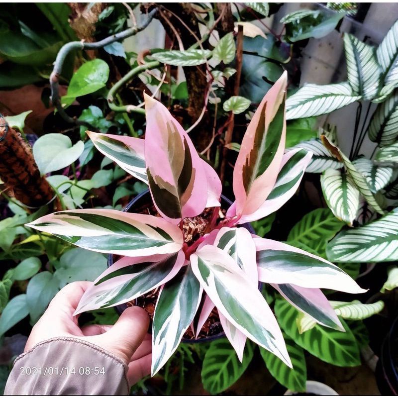 Jual calathea meranti bali / Tanaman Hidup meranti bali / Bunga Hidup ...