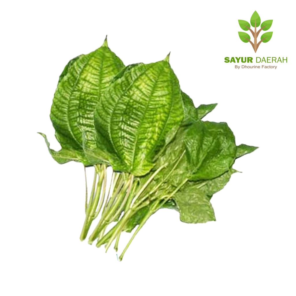 Jual Daun Pohpohan 500 Gr | Sayur Daerah | Shopee Indonesia