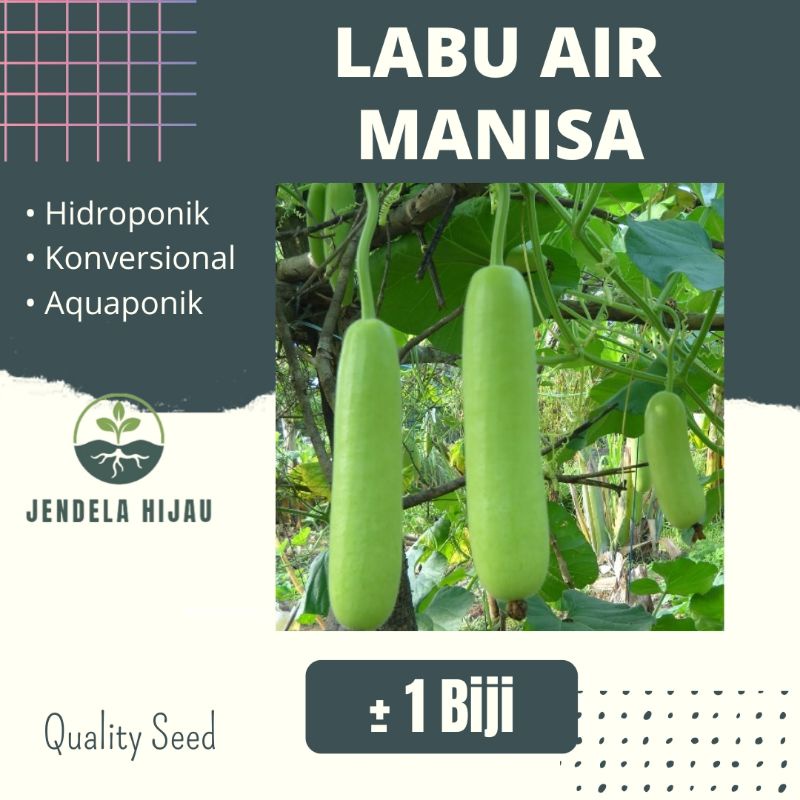 Jual Benih Labu Air MANISA Bintang Asia - Bibit Tanaman Sayuran Repack ...