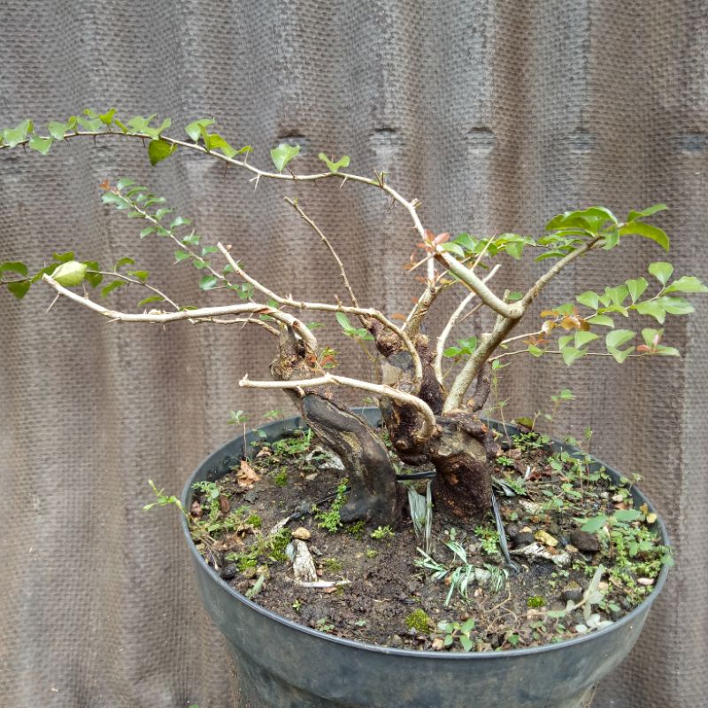 Jual Bahan bonsai Rukem pupus merah sesuai gambar | Shopee Indonesia