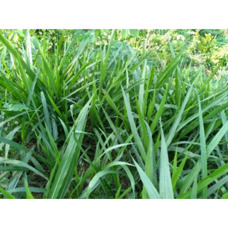 Jual Bibit rumput odot per batang / stek benih rumput odot | Shopee ...