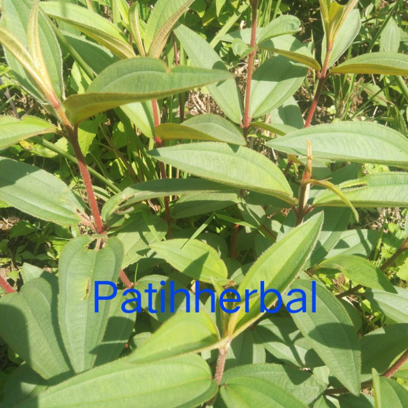 Jual Daun Senduduk segar Daun Harendong Bokor Segar Fress per 200 gram ...