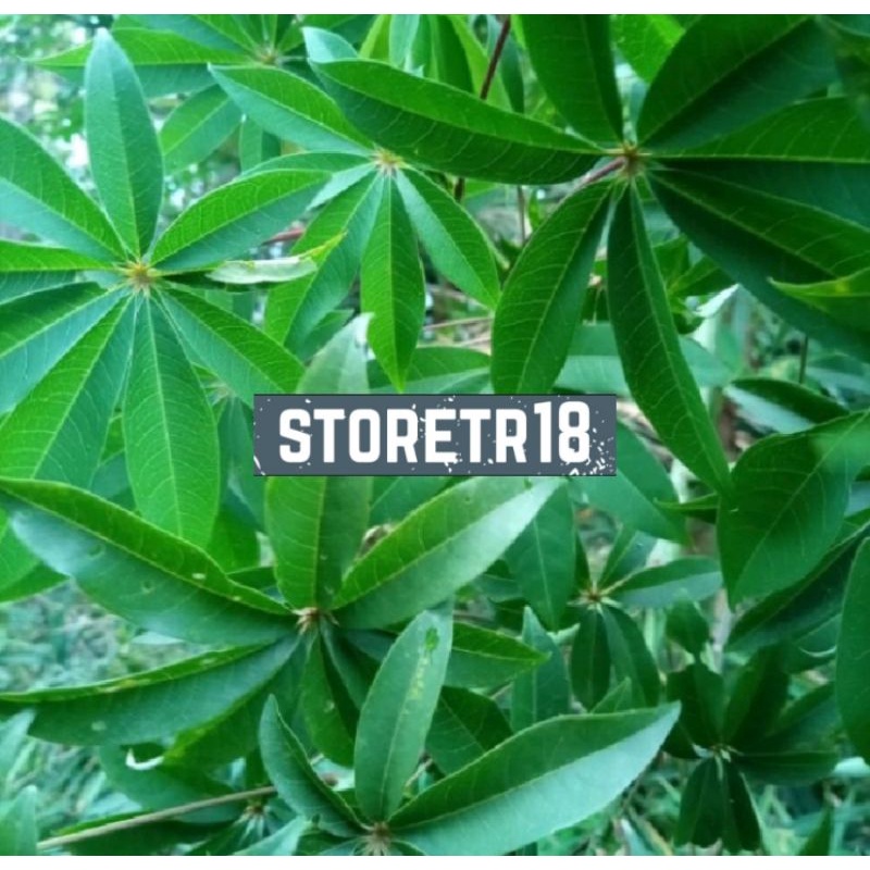 Jual Daun Randu atau Daun Pohon Kapuk Segar Paket 500 gram | Shopee ...