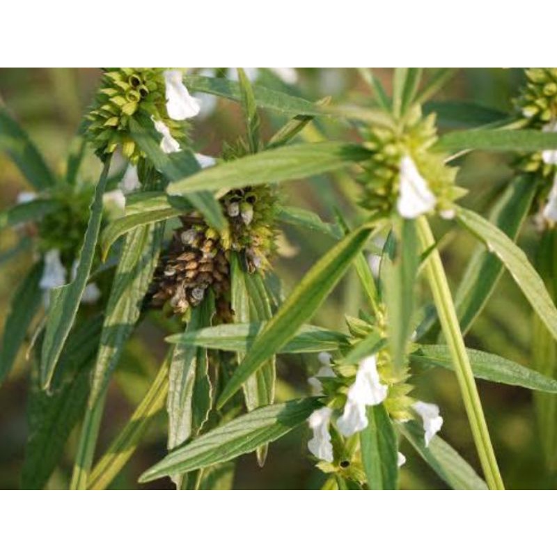 Jual Daun lenglengan/daun paci paci 250 gram | Shopee Indonesia