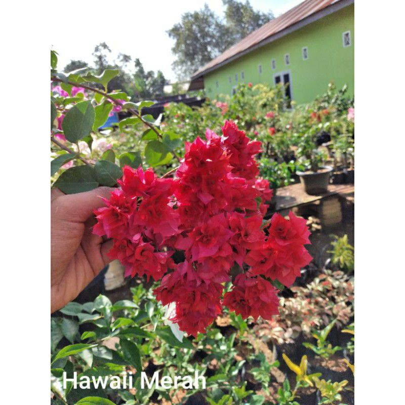Jual bougenville hawai merah fanta original bukan sambungan grafting ...