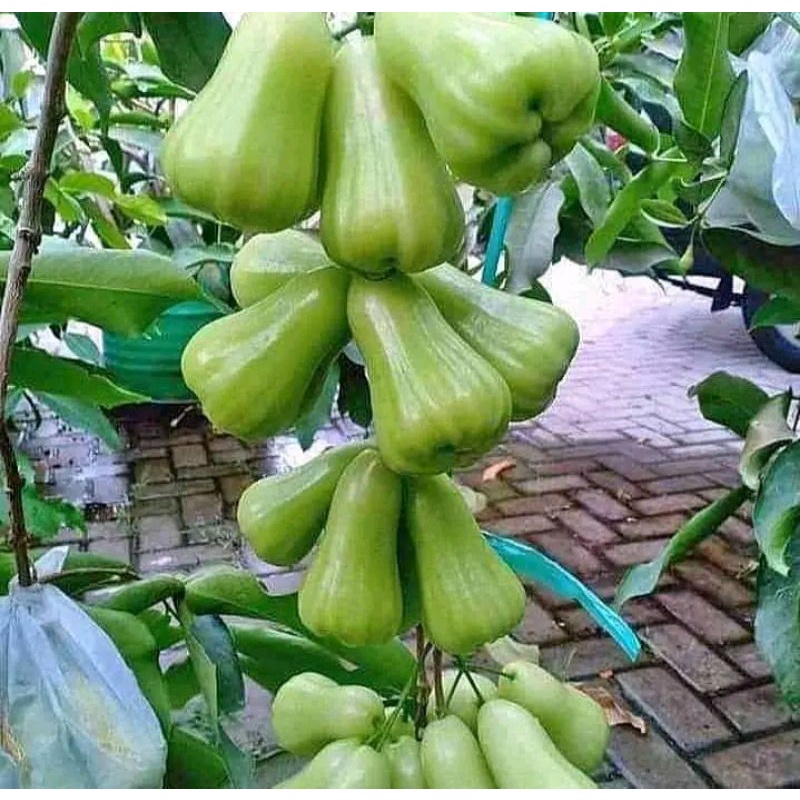 Jual JAMBU AIR MADU DELI SUPER MANIS CEPAT BERBUAH | Shopee Indonesia