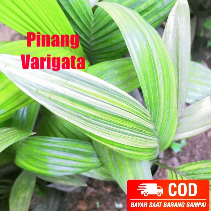 Jual Bibit Pinang Varigata / Jambe Bule / Palem Lokal Bunga Mayang ...