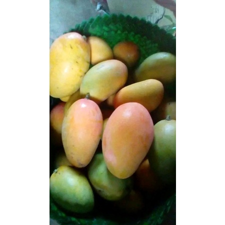 Jual buah mangga podang gunung | Shopee Indonesia