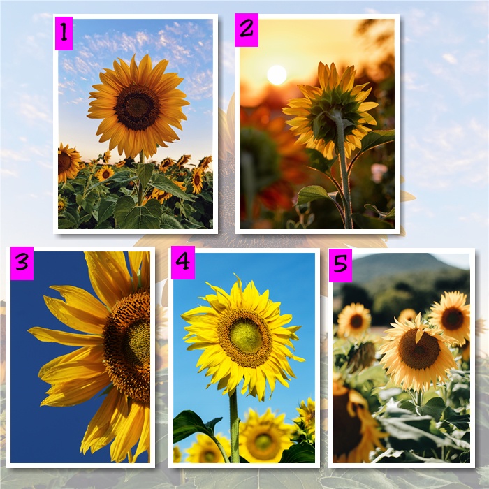 Jual Poster Tema Gambar Bunga matahari Sunflower - dekorasi dinding ...