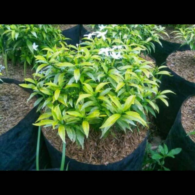 Jual tanaman hias rumbosa mini golden - melati golden - melati Sabrina ...
