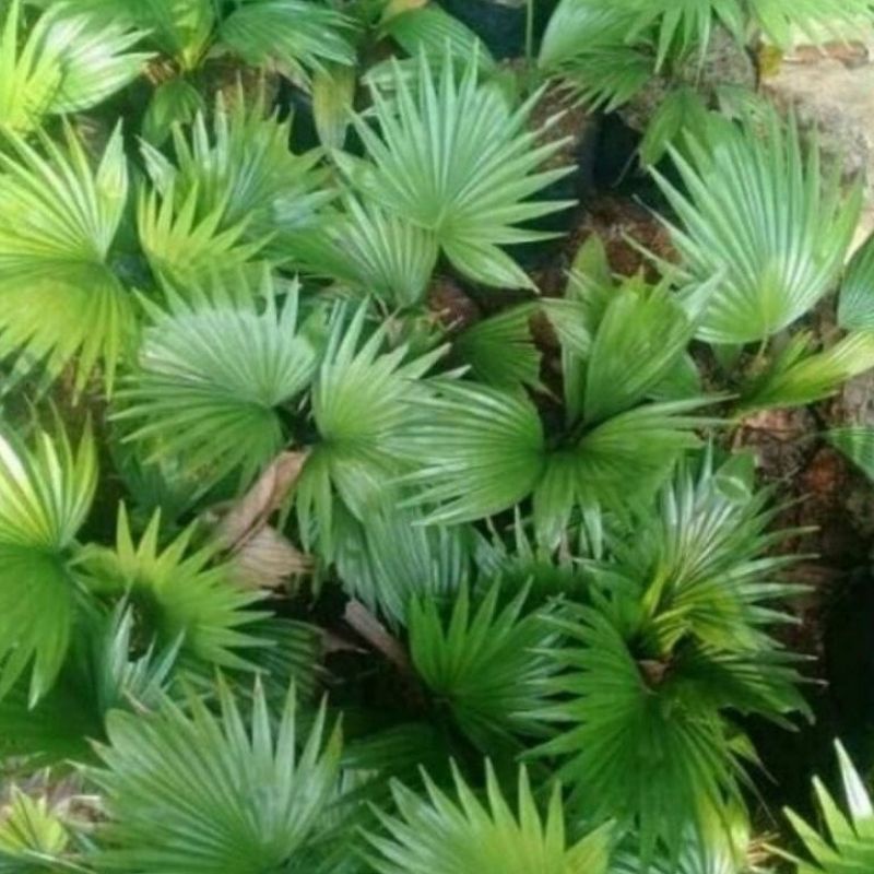 Jual pohon hias palem sadeng-palm jari-tanaman hias palem minyak ...