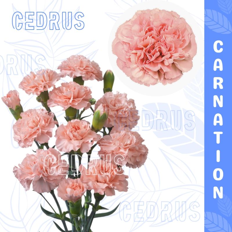 Jual Benih CARNATION PEACH - Bibit Biji Bunga Anyelir | Shopee Indonesia
