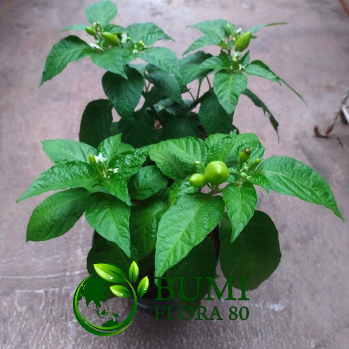 Jual tanaman cabai gendot/cabe gendot | Shopee Indonesia
