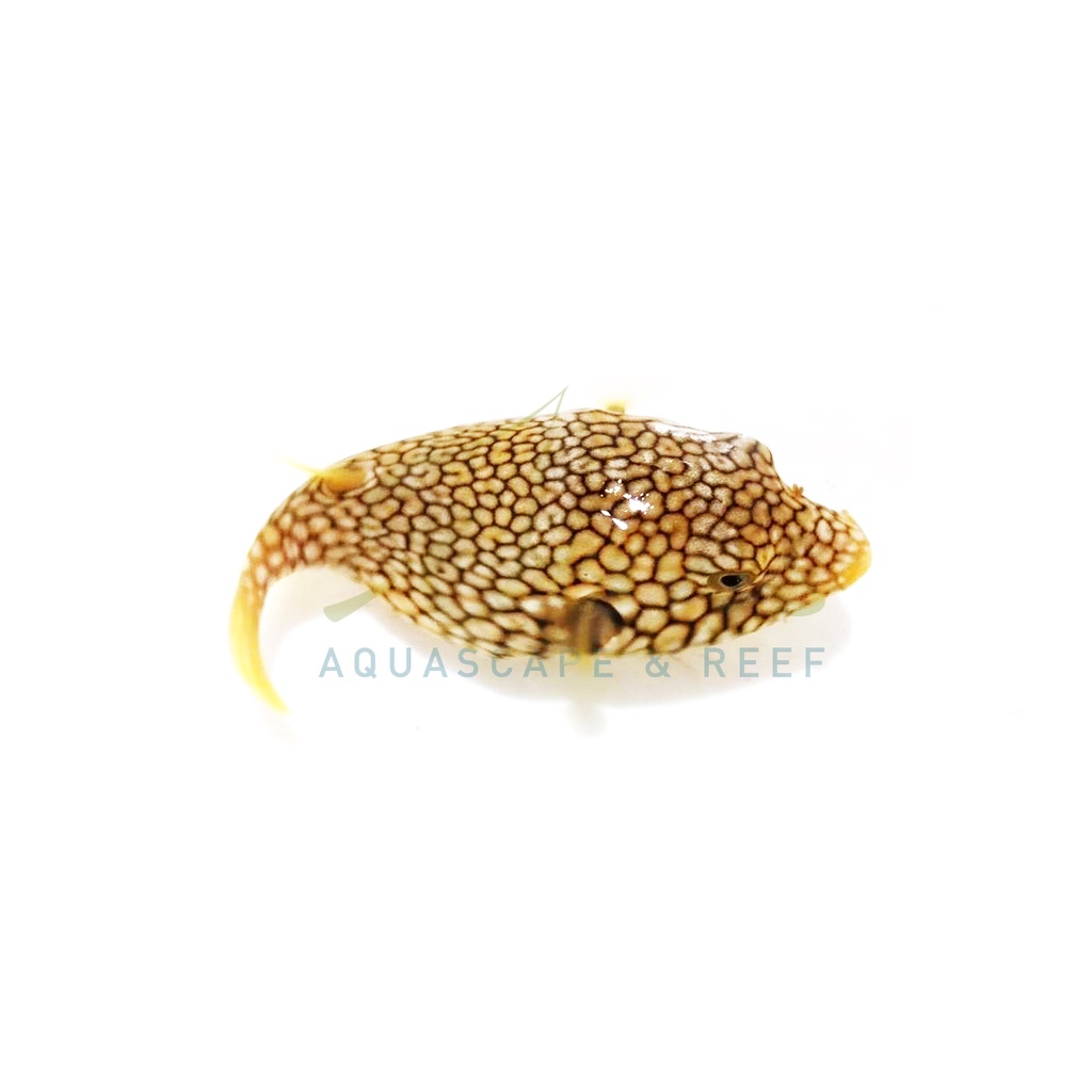 Jual Ikan Buntal Babi Mappa (Scribbled Arothron Puffer) | Shopee Indonesia