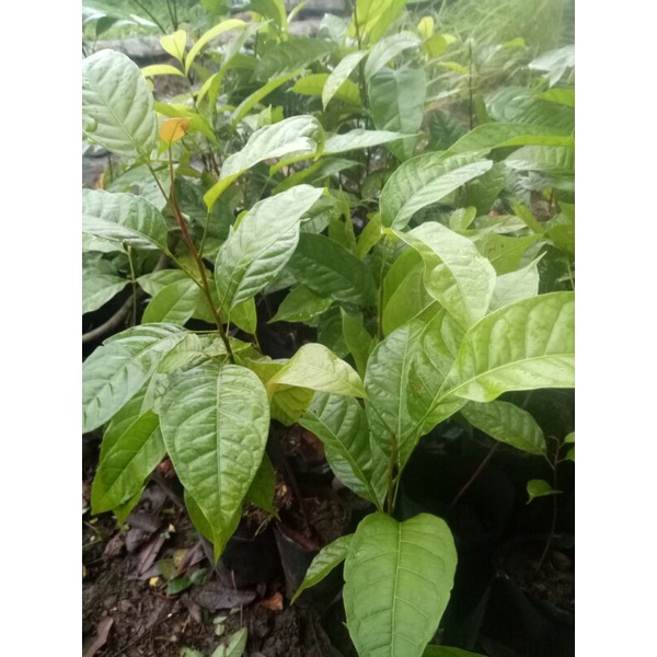 Jual Bibit Mahoni Siap Tanam 10 batang | Shopee Indonesia