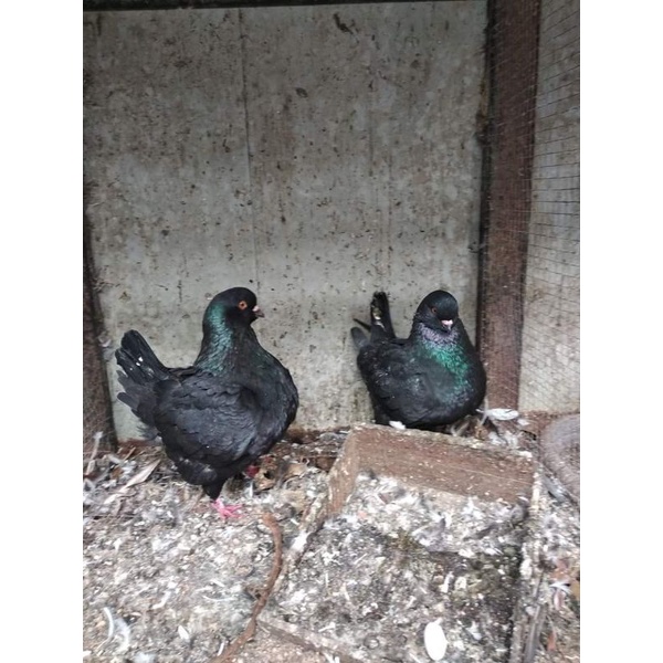 Jual Merpati Showking Pigeon Burung Merpati Hias King Bandung | Shopee ...