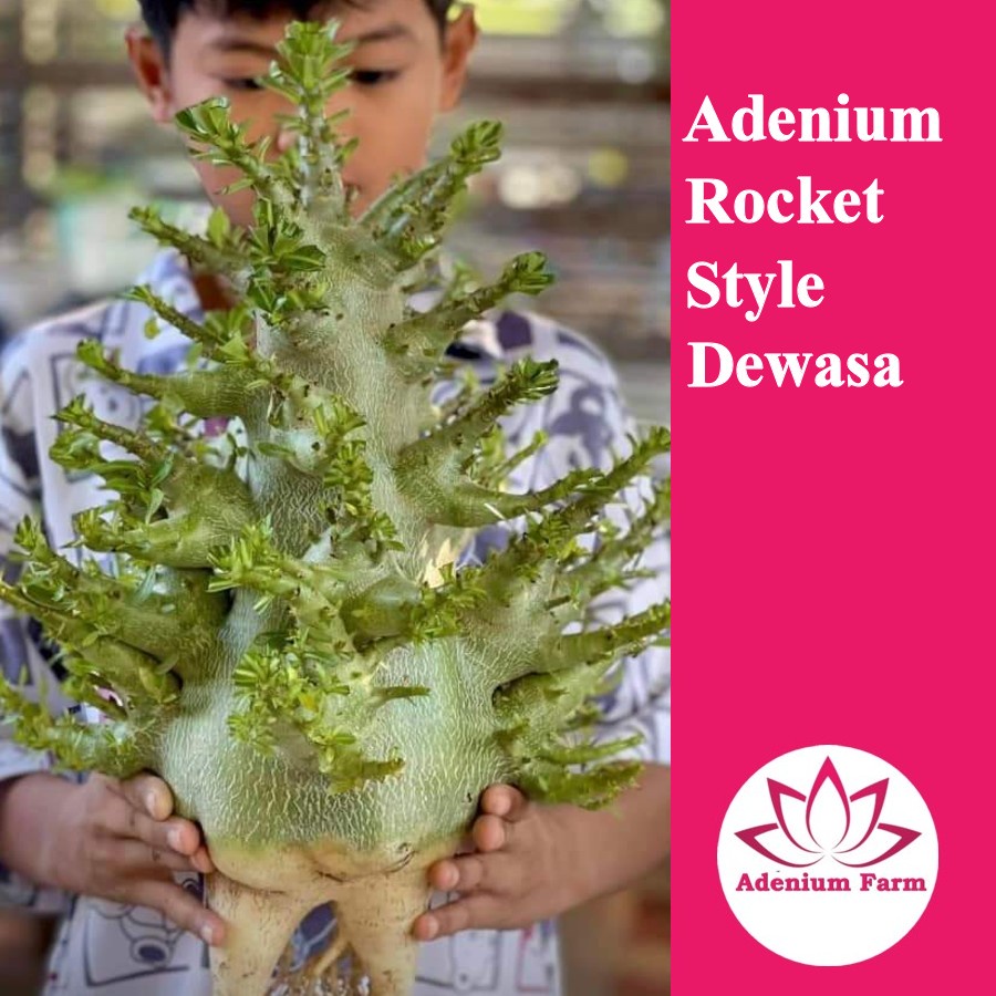 Jual Bibit Adenium Rocket Style Dewasa Godji Nomsod Arabikum Hibrid ...