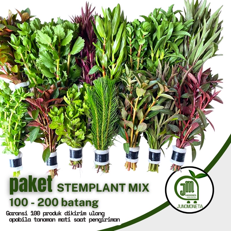 Jual Paket Tanaman Aquascape Mix 100 batang - Tanaman Aquascape Tanpa ... Jual Paket Tanaman Aquascape Mix 100 batang - Tanaman Aquascape Tanpa ...