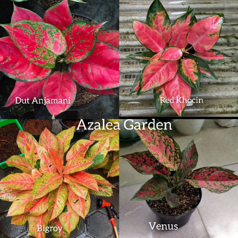 Jual Paket aglonema 4 jenis daun rimbun | Shopee Indonesia