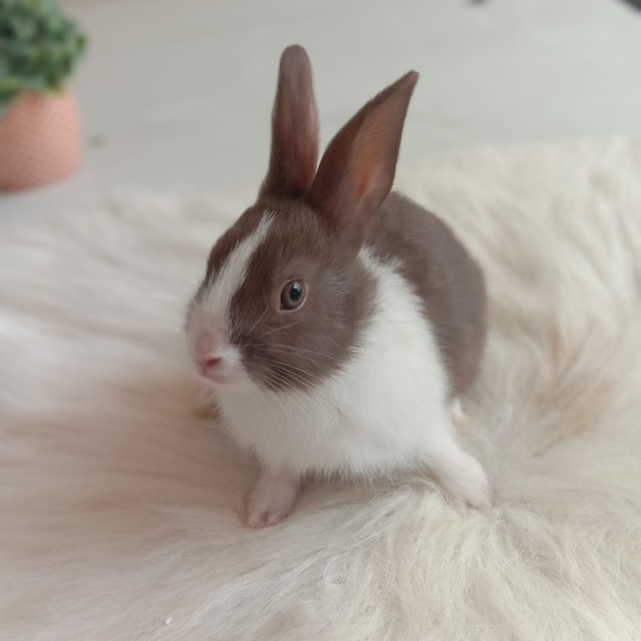 Jual KELINCI DUTCH DAK DUT | Shopee Indonesia