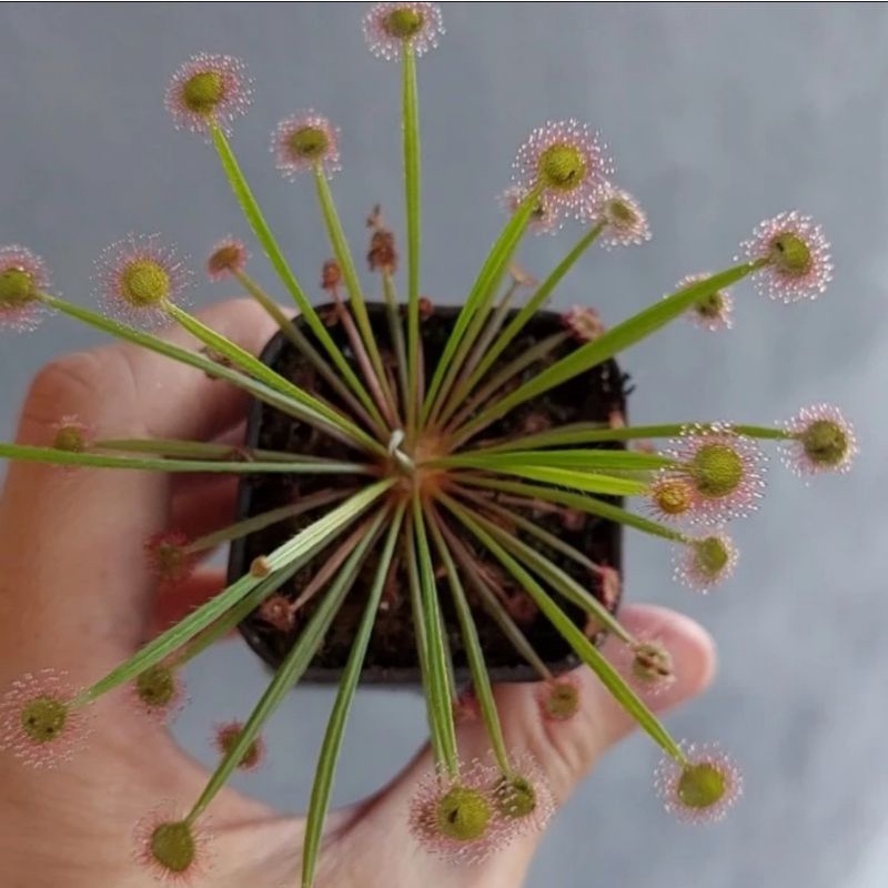 Jual Tanaman Karnivora Pemakan Serangga Drosera PETIOLARIS | Shopee ... Jual Tanaman Karnivora Pemakan Serangga Drosera PETIOLARIS | Shopee ...