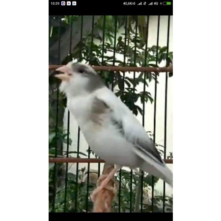 Jual BURUNG KENARI PANDA JANTAN GACORAN | Shopee Indonesia