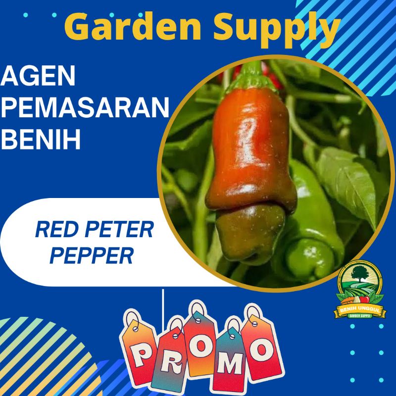 Jual Benih 10 Biji Cabai Red Peter Pepper Cabe langka | Shopee Indonesia